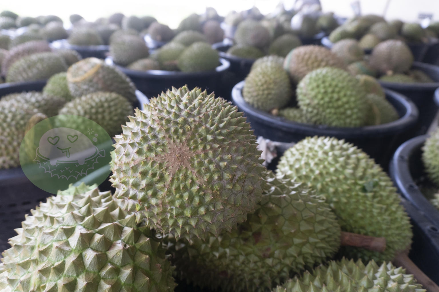 Durian Musang King | Duriaddict.my