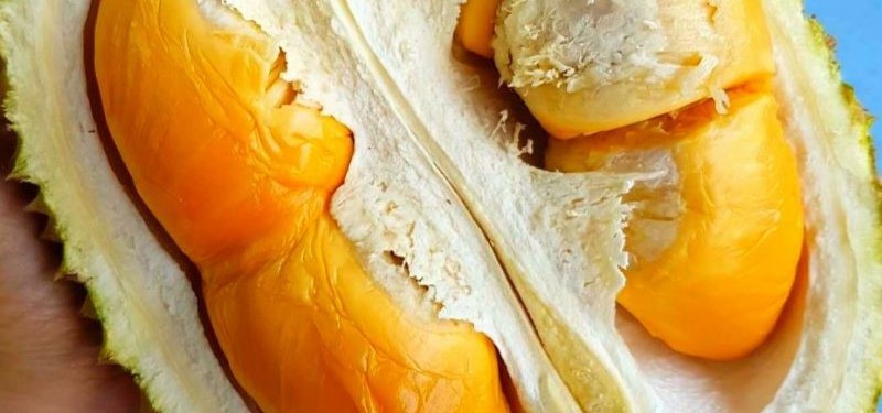 Types Of Durian | Duriaddict.my